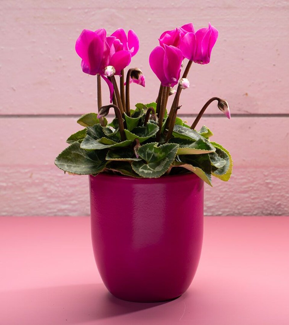 Los cuidados que necesita el ciclamen para florecer