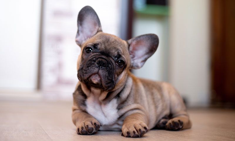 Razas de perro | El bulldog francés o frenchie: características ...