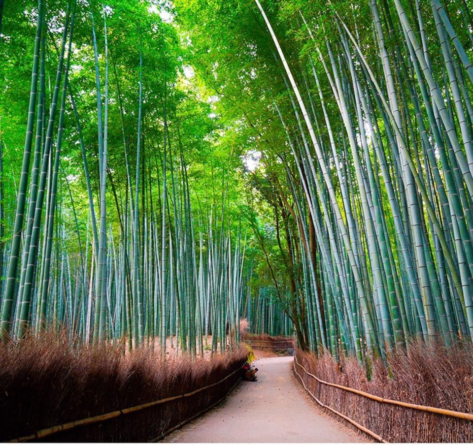 Los bosques más bellos del mundo: naturaleza extraordinaria