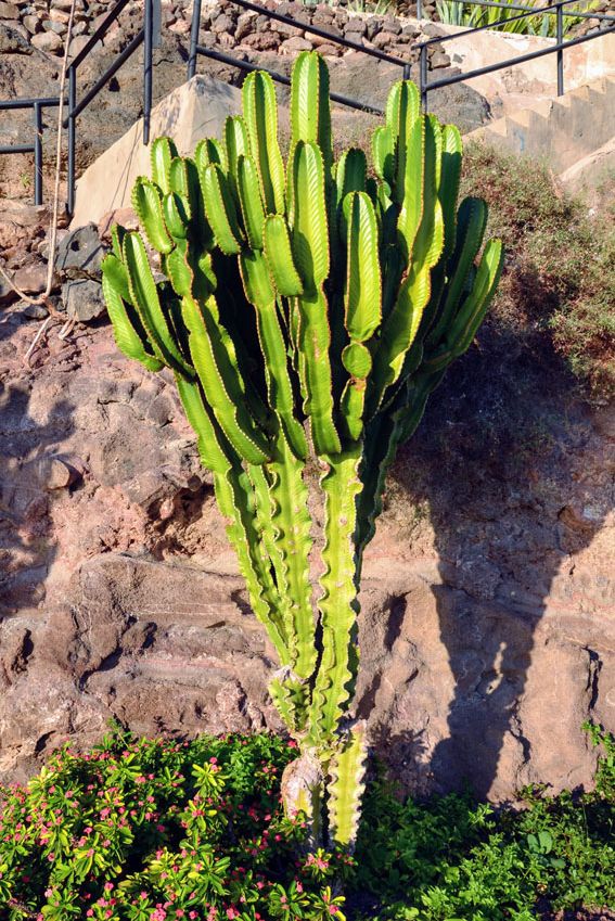 Todos los cuidados del árbol candelabro, una decorativa planta ...