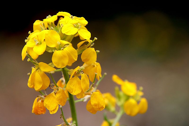 Cómo cultivar y cuidar la planta de alhelí
