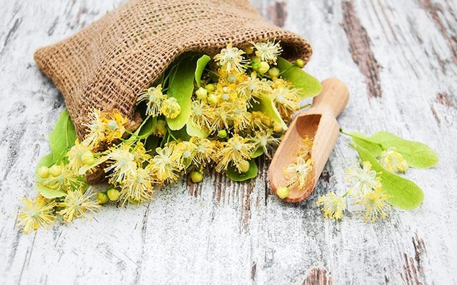 Todas las propiedades de la tila, una de las infusiones relajantes más ...