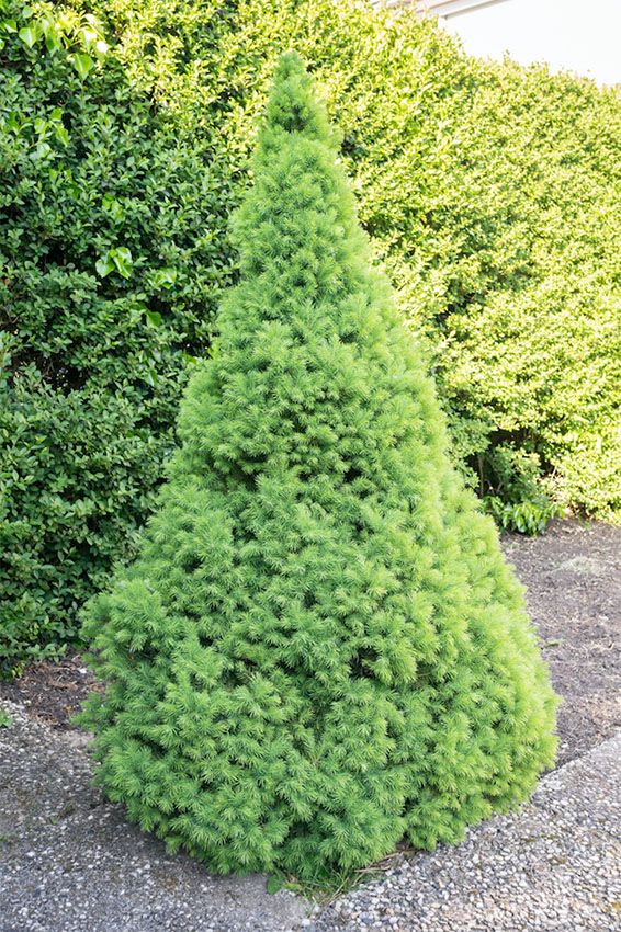 Cómo cultivar el abeto plateado, un árbol perfecto para Navidad