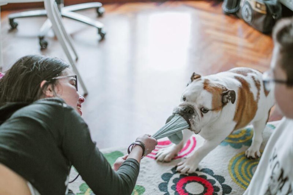 ¿Qué tengo que hacer si mi perro se come un calcetín?