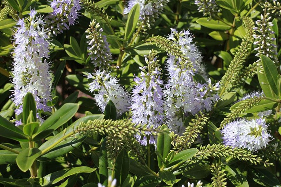 Aprende a cultivar arbustos de verónica en el jardín
