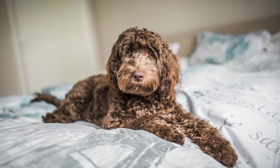 Razas de perro mestizo: la mejor para adoptar