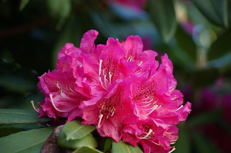 Cómo cultivar el rododendro en el jardín
