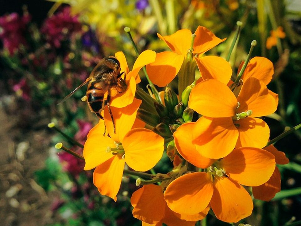 Cómo cultivar y cuidar la planta de alhelí