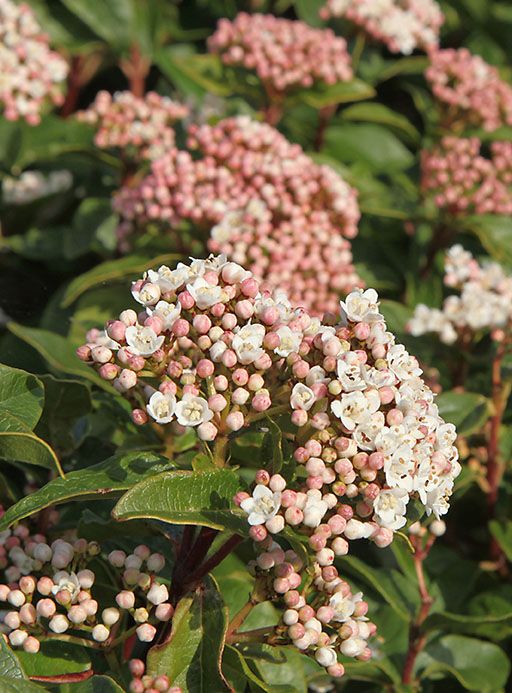 Los cuidados que necesita el durillo para cultivarlo en el jardín