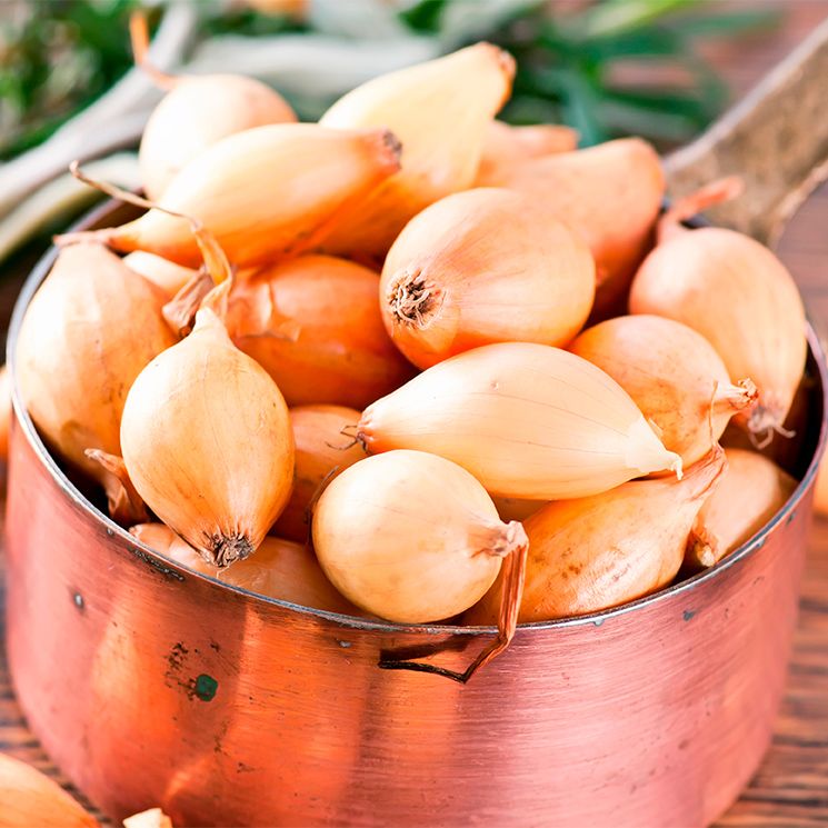 Chalota: qué es y cómo utilizarla en tus platos