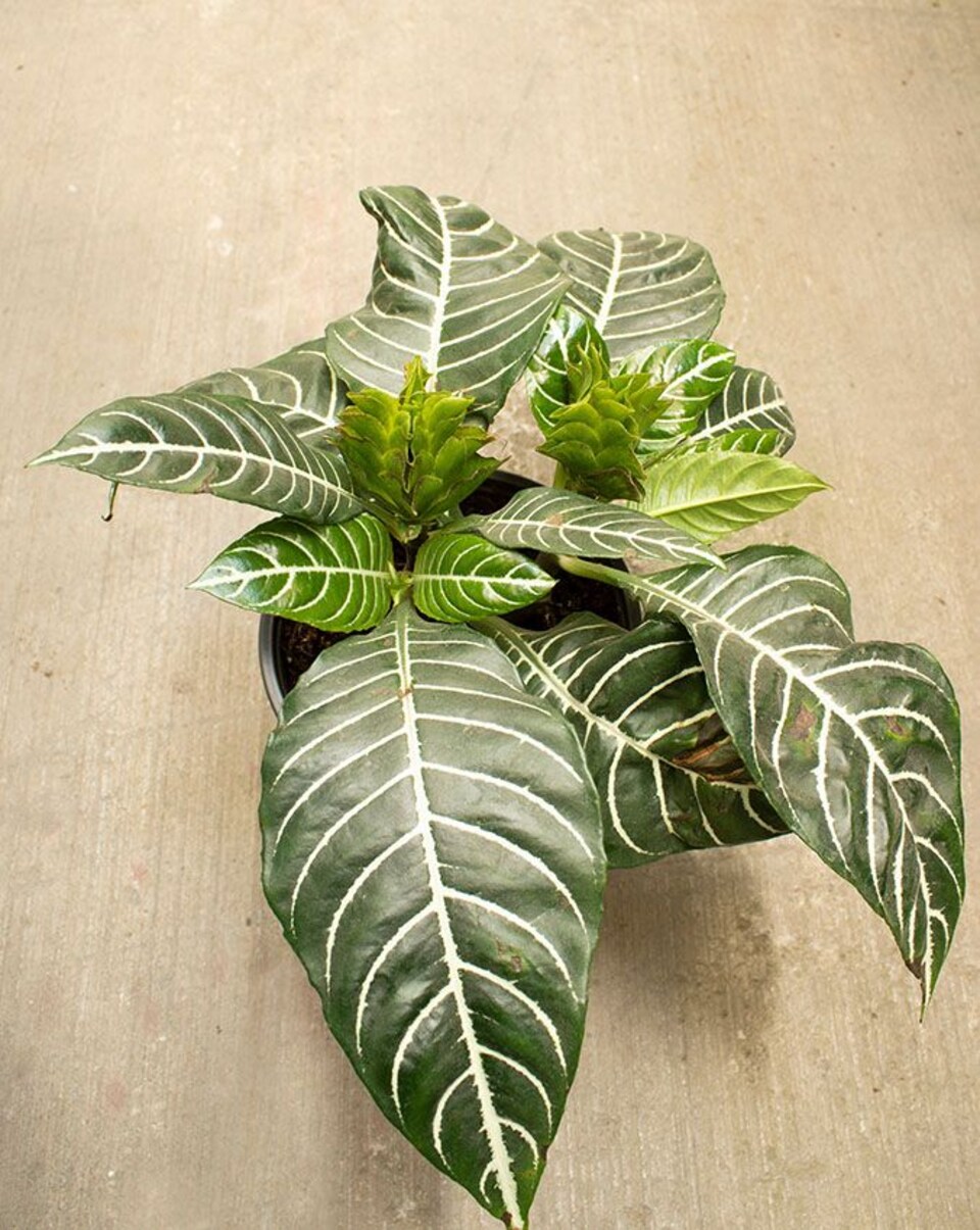 Cómo cuidar de la afelandra, una planta de interior muy vistosa