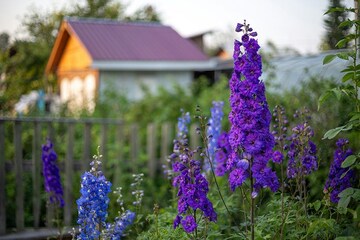 Cómo cuidar el 'delphinium' o espuela de caballero, la especie ideal para tu jardín
