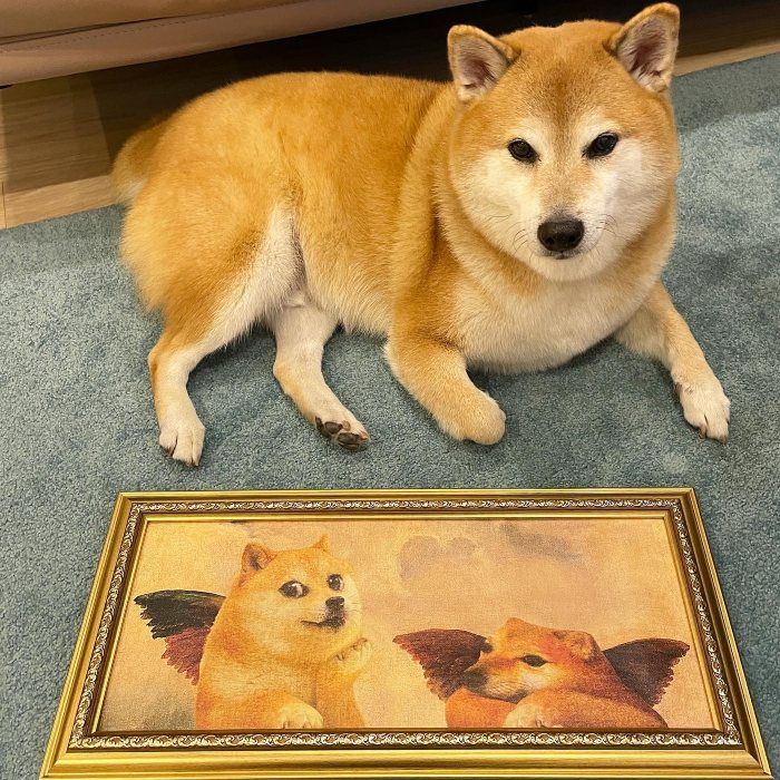 Cheems, el famoso perrito de los memes, ha fallecido | ¡HOLA!