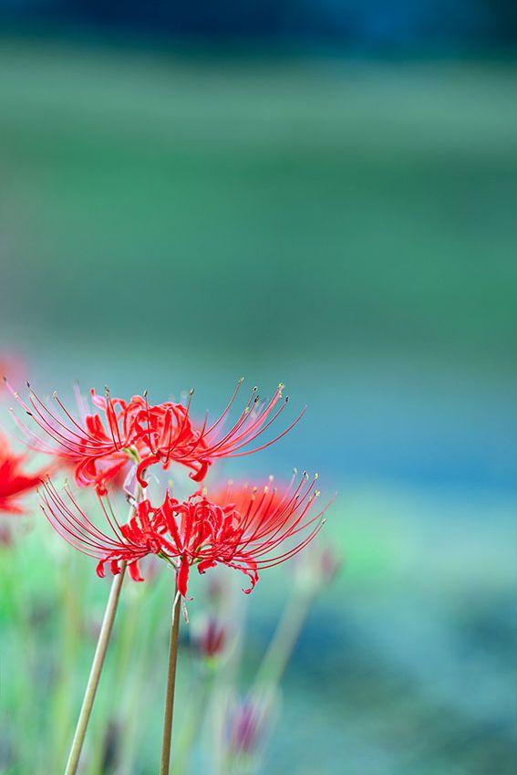 Todas las claves para cultivar la 'Lycoris radiata' o ‘flor del infierno’