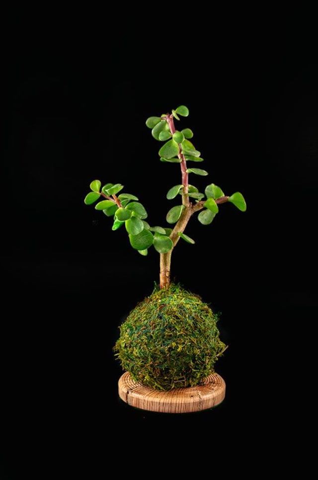 Kokedamas: qué son y cómo puedes elaborar la tuya, paso a paso