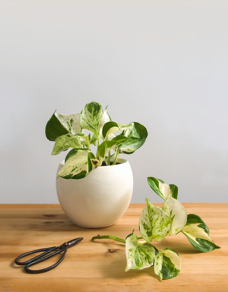La planta de interior más fácil de cuidar y perfecta para decorar tu ...