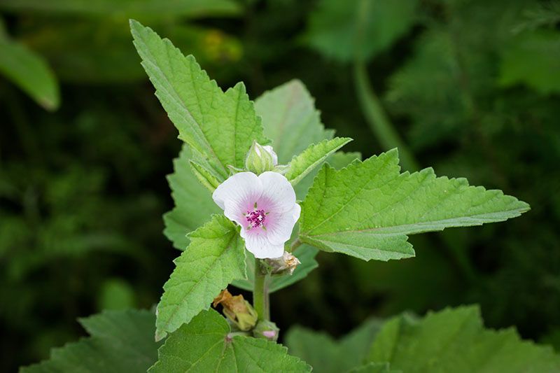 Malvavisco, una planta con numerosas aplicaciones dentro y fuera del jardín