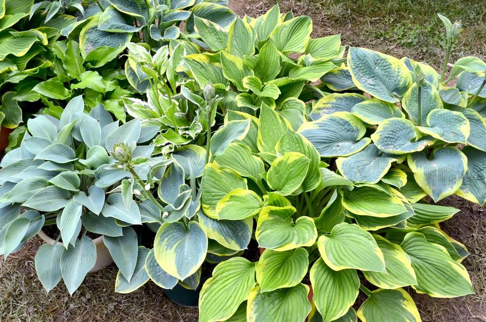 10 plantas de sombra para el jardín que pueden crecer y florecer con ...