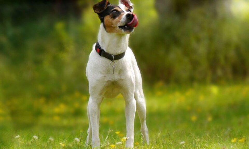 Ratonero bodeguero andaluz, una raza de perro declarada Patrimonio ...