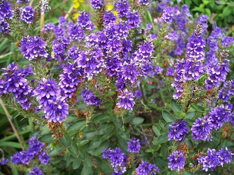 Aprende a cultivar arbustos de verónica en el jardín