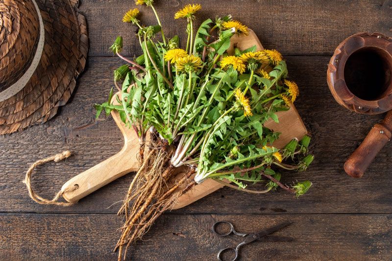 7 plantas medicinales diuréticas para combatir la retención líquidos