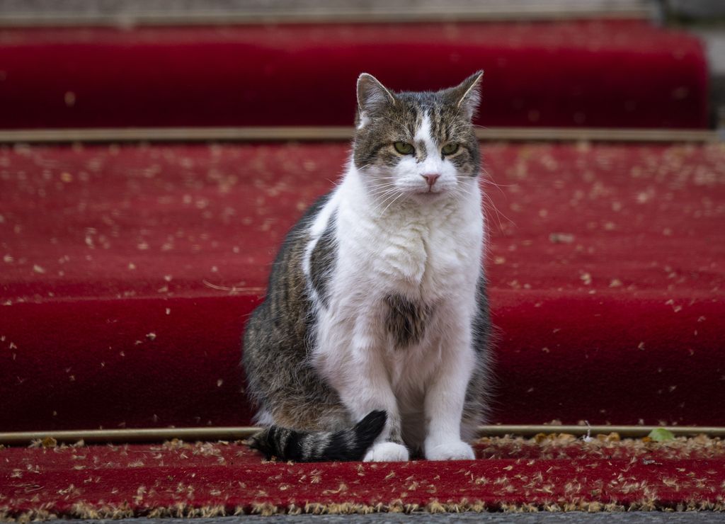 El gato Larry celebra 15 años en Downing Street: 15 imágenes que ...