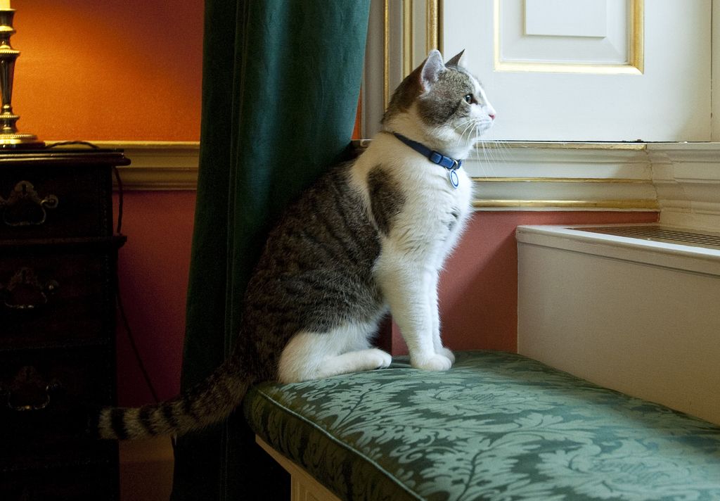 El gato Larry celebra 15 años en Downing Street: 15 imágenes que ...