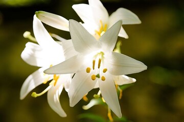 Cómo cultivar la azucena, una planta bulbosa de flores espectaculares