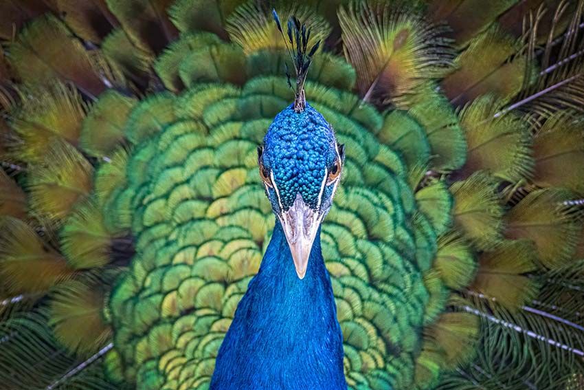 10 curiosidades sobre el pavo real