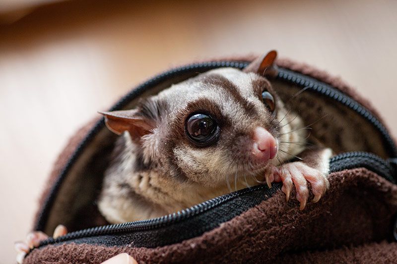 ¿Conoces al petauro del azúcar? Una mascota muy sociable y original