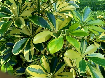 Así puedes cultivar la cheflera en casa y conseguir que esté espectacular