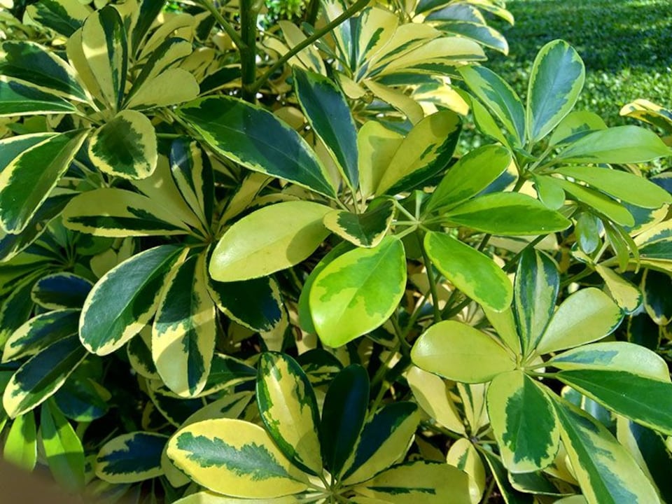 Así puedes cultivar la cheflera en casa y conseguir que esté espectacular