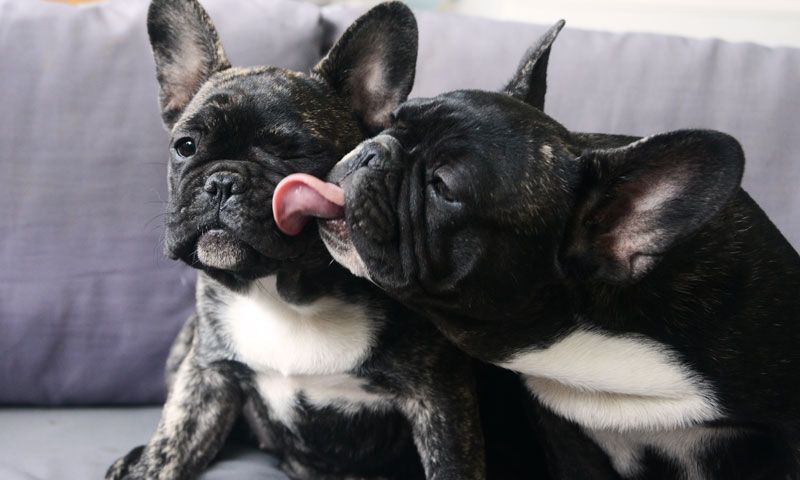Razas de perro | El bulldog francés o frenchie: características ...