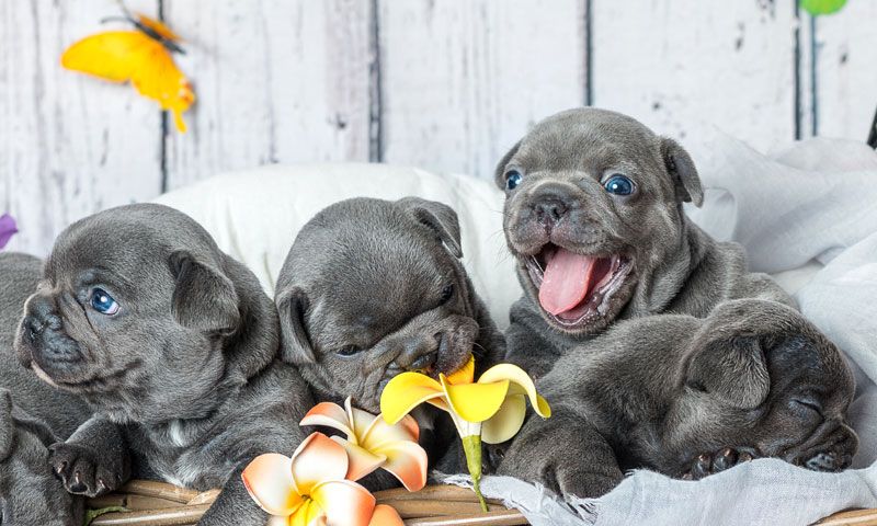 Razas de perro | El bulldog francés o frenchie: características ...
