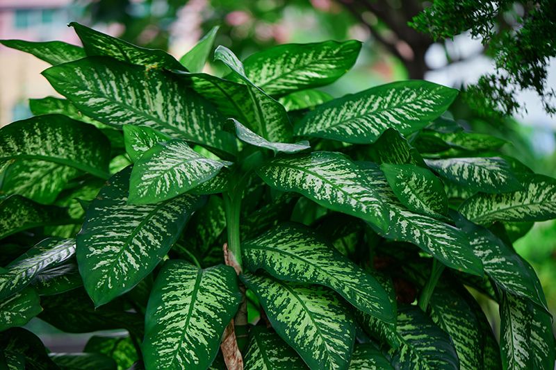 ¿Qué cuidados necesita la dieffenbachia?