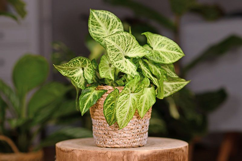 Cómo cultivar el Singonio, una planta de interior resistente y decorativa