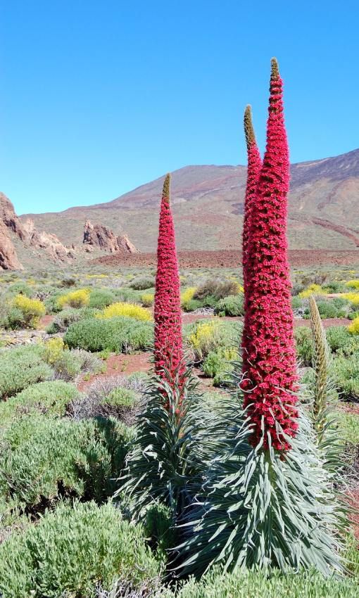 El Teide y la floración del tajinaste en Tenerife