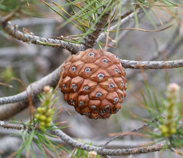 Es tiempo de piñones