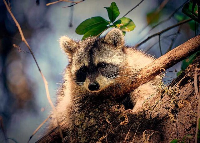 Estas son las curiosidades más llamativas de los mapaches