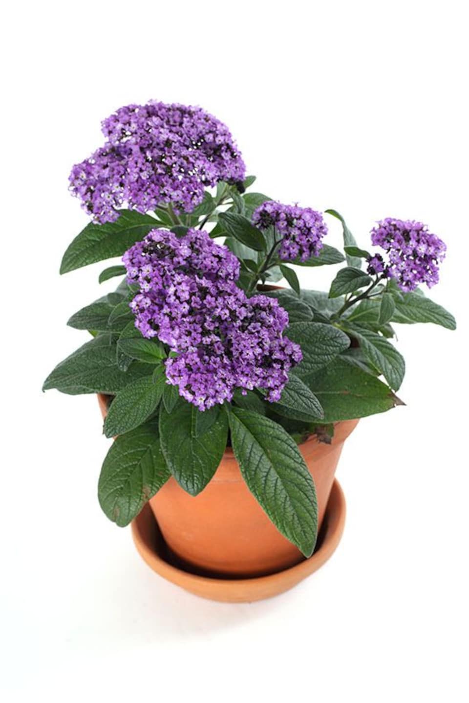 Todas las claves para cultivar heliotropos en el jardín o en maceta