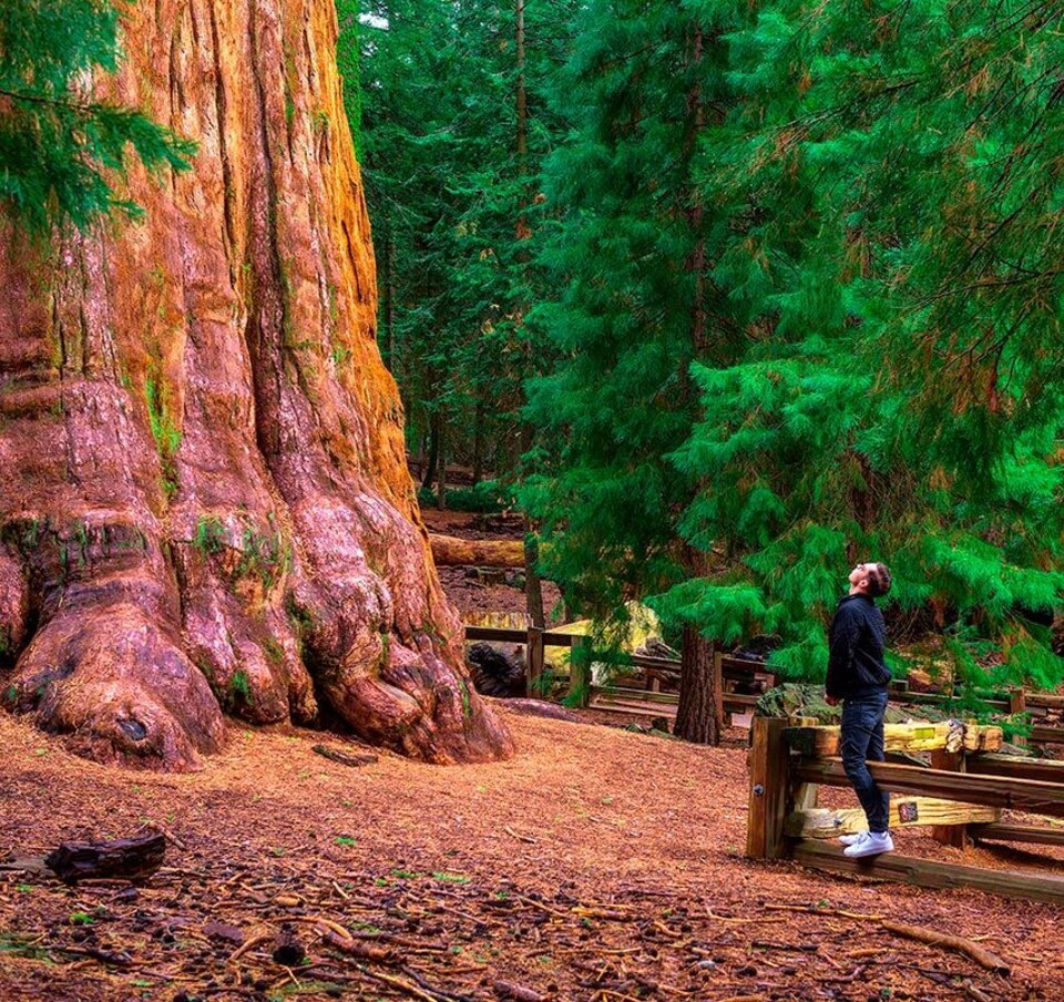 Los bosques más bellos del mundo: naturaleza extraordinaria
