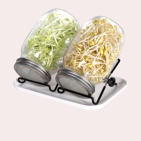 Estos son los mejores germinadores de semillas para cultivar tus ...