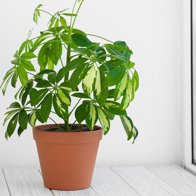 Así puedes cultivar la cheflera en casa y conseguir que esté espectacular