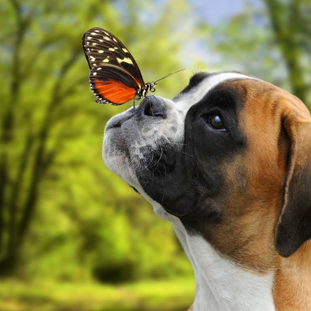 Son Mejores Los Perros Boxer Machos O Hembras