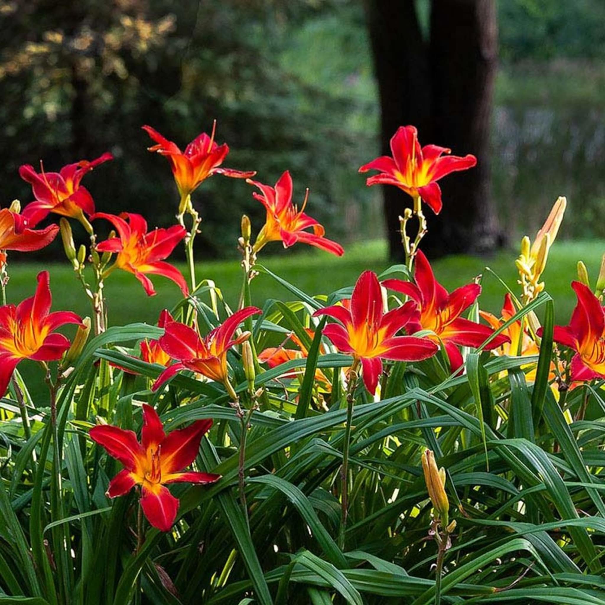 Cómo cultivar la azucena, una planta bulbosa de flores espectaculares