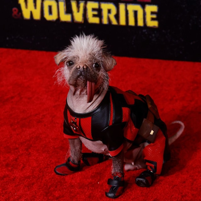 ‘Dogpool’, de ser el más feo a estrella de Marvel: todo sobre el ...