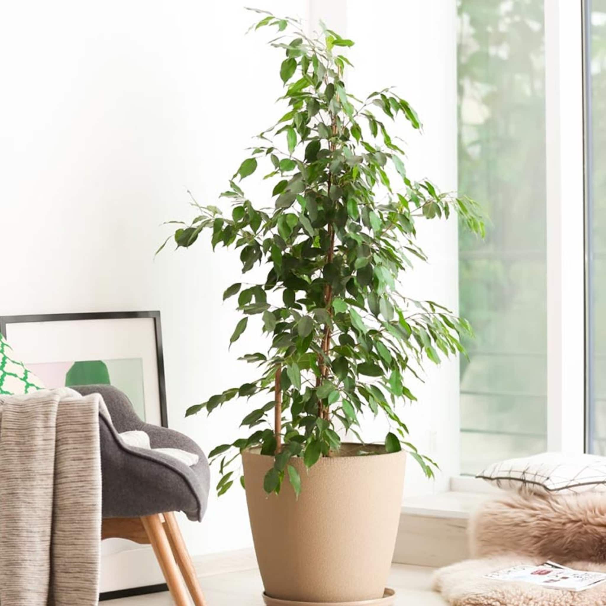 Todos los cuidados que necesita tu ficus para crecer esplendoroso