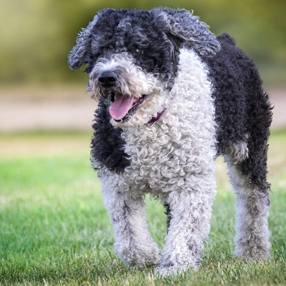 Razas de perro españolas: todo lo que debes saber