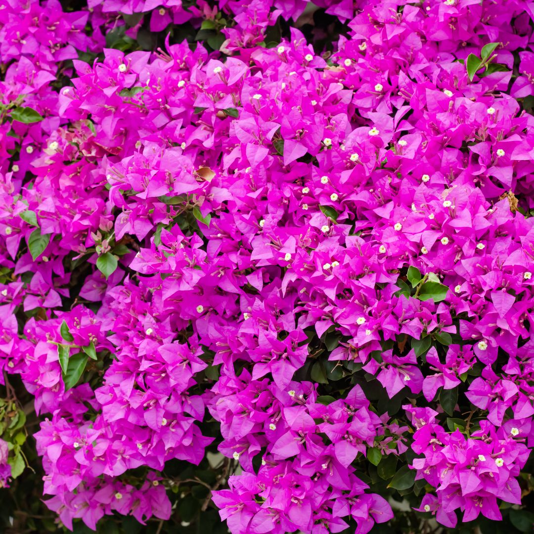 Plantas Trepadoras No Invasivas Quais São Algumas Plantas Trepadeiras