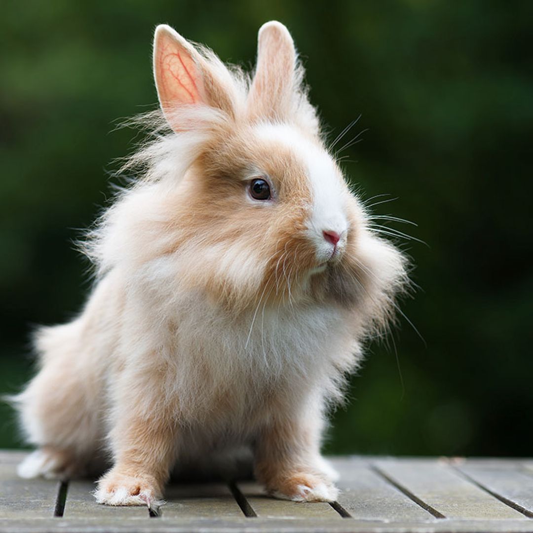 Cabeza De Conejo Blanco Conejo Cabeza De Leon Disponible